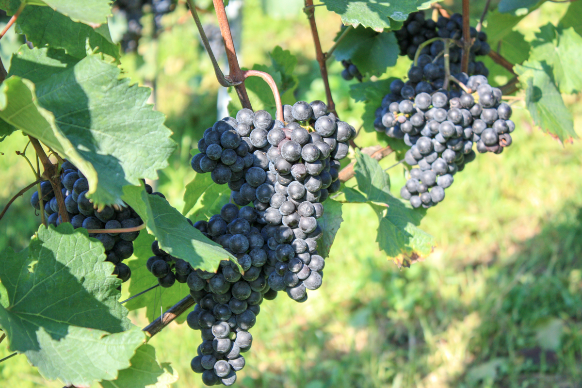 Was ist DAC Wein - Analysen mit ChatGPT